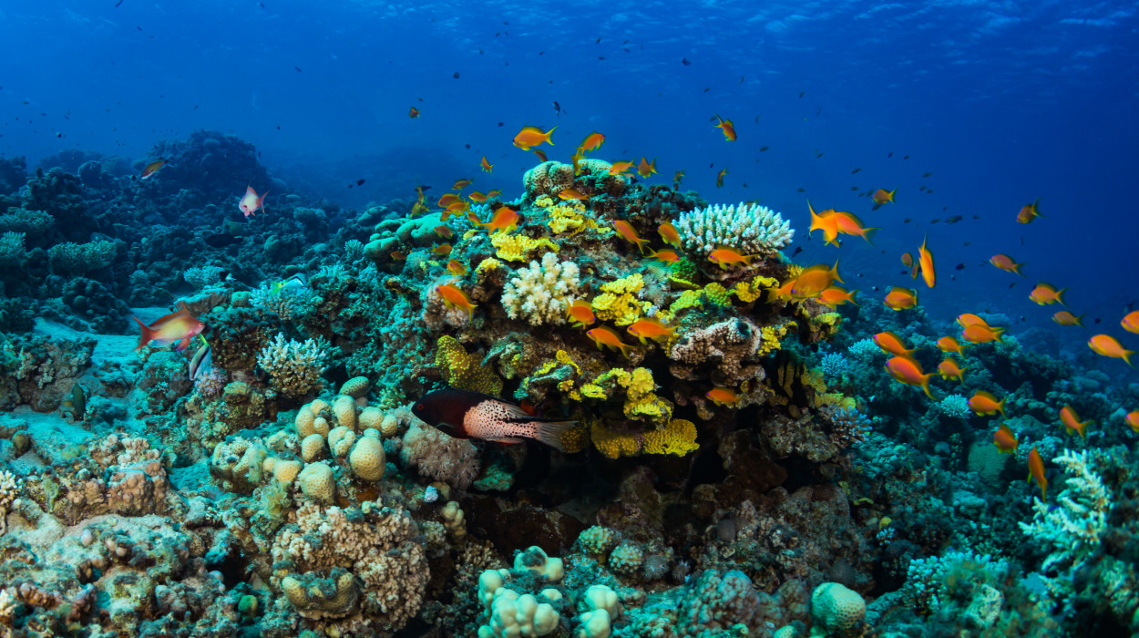SHARM EL-SHEIKH | Agenzia Viaggi Nuove Ali - Milano